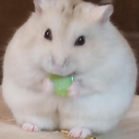 Juneysec June Github