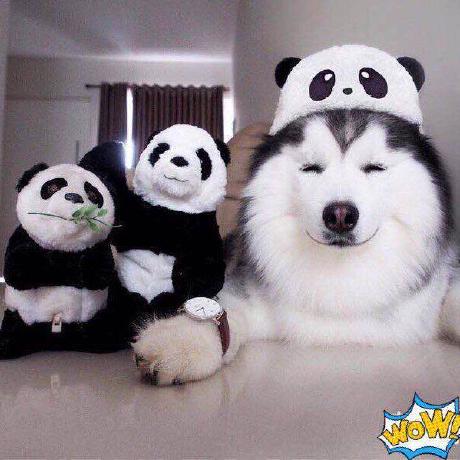 Jiaming Wang Jiaming Wang Github