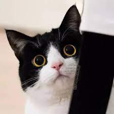 Ocatting Ocat Github