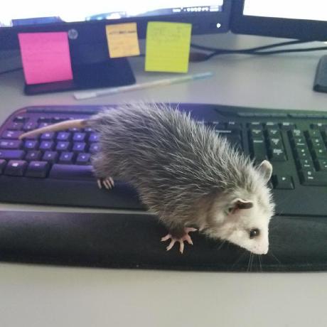 Tjbck Tim Baek Github