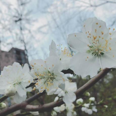 Whitebeard916 Whitebeard Github