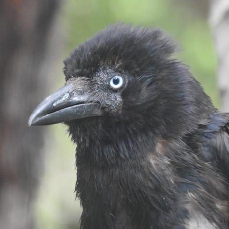 Mbilly01 Muhammad Billy Github