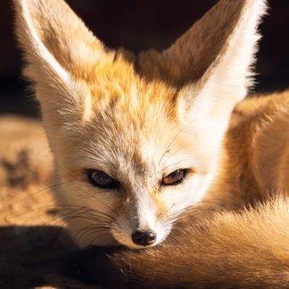 Big Mon Bigmon Github