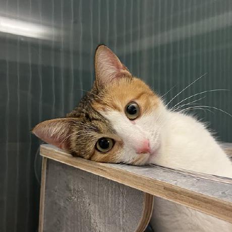 Chengeharrison Yuanchen Github - Mountain Textures - Perfect 4K Collection