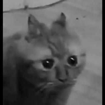 Github Xochobax Obfuscator - Ultra HD Vintage Pictures for Desktop