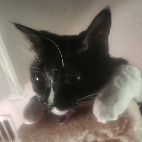 Esha V Esha Vaishnav Github