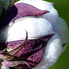 Cotton Engineering Github