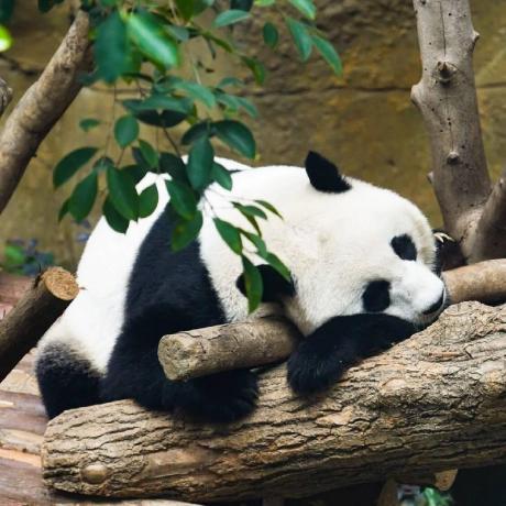 Rainfairy Github - Geometric Images - Premium Desktop Collection