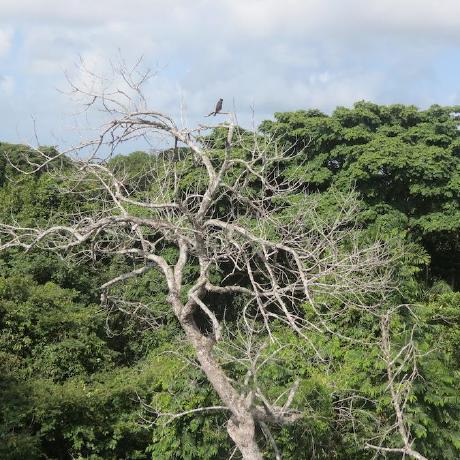 Github Timnewbold Landuseclimateinsects - Premium Sunset Illustration Gallery - Ultra HD