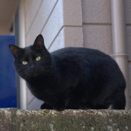 Kuronekodaisuki Hiro Matsuoka Github