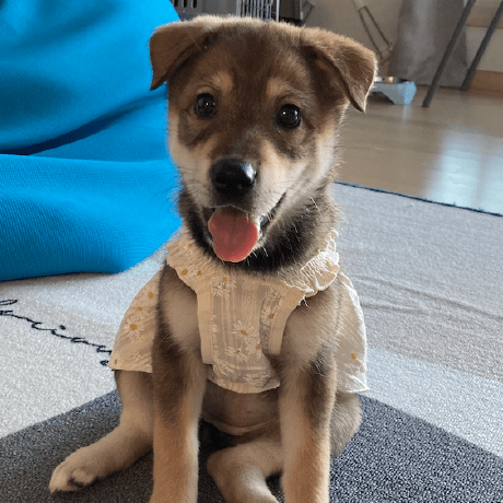 Kim Minseon Minseon Kim Github