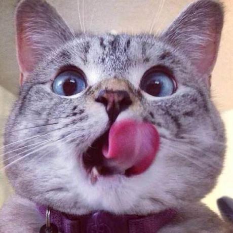 Hotpussy Kitty Github