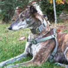 Kmthayer Kelly Thayer Github