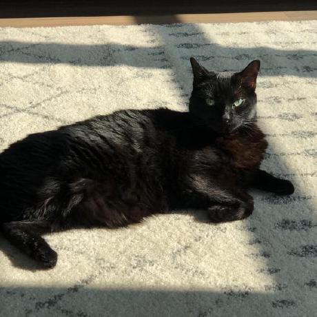 Bestbrandon Brandon Best Github