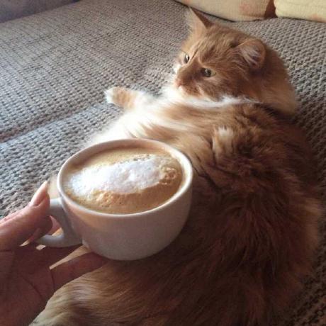 Yanasharkan Yana Github