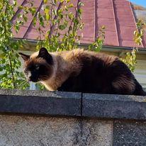 Tudormurariu Tudor Github