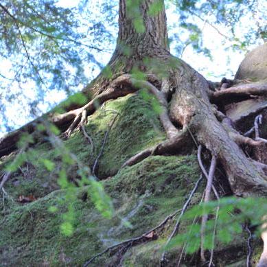 Eccorley Evan Corley Github