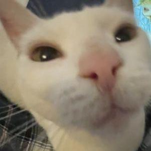 Sunny52525 Sunny Github