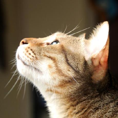 Nayleen Nayleen Github