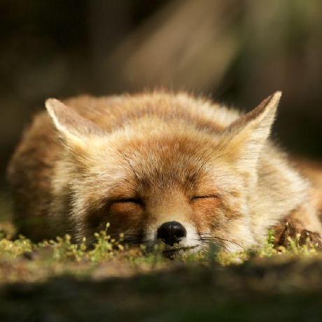 Sigtechnica Siggy Github