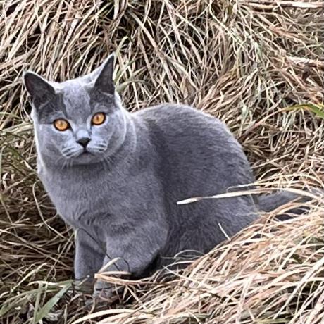 Longyulongyu Yu Long Github