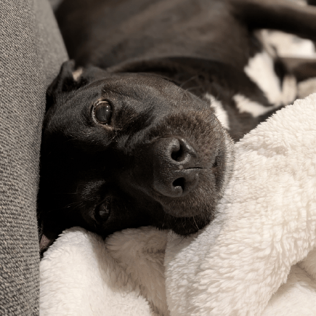 Mi Coli Mi Coli Github