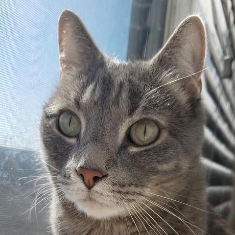 Github Zt64 Tts System Shell Exploit For Gaining System Shell Access - Amazing Gradient Design - Full HD