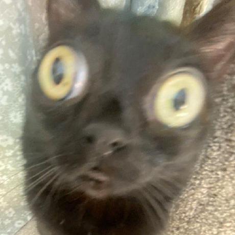 Saul44203 Saúl Github