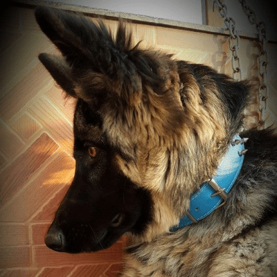 Vatraiadarsh Adarsha Bhattarai Github