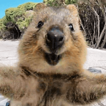 Quokka Corp Github