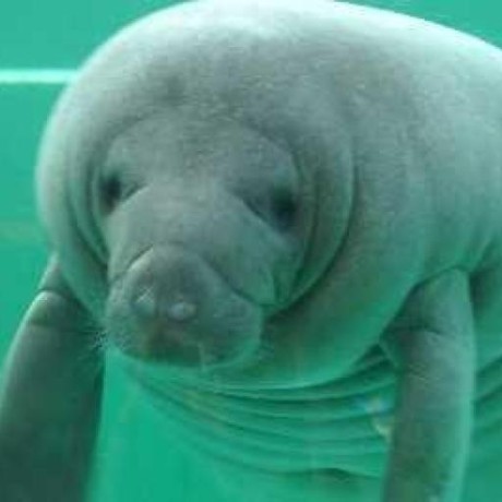 Manabu Gt Manabu S Github