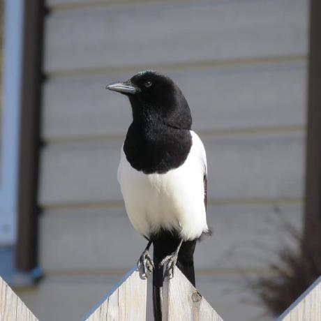 Mmeest Martin Github