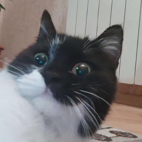 Github Theyka Turnstile Solver Python Based Turnstile Solver Using - Download Stunning Nature Wallpaper | Full HD