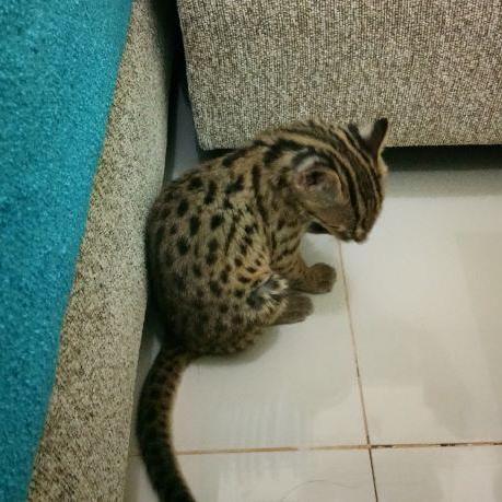 Artzero1 Artzero Github