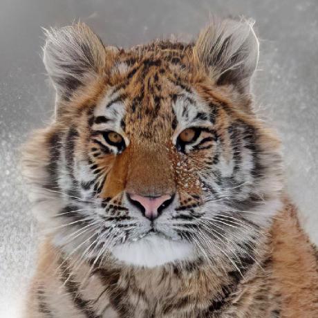 Wangyu0611 Wangyu Github