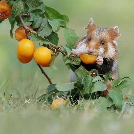 Yuyou Dev 余悠 Github