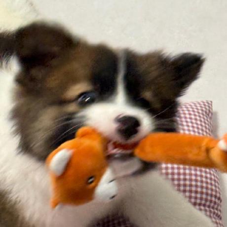 Harin1124 Lhr Github