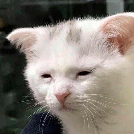 Releases Shinkuan Akagi Github