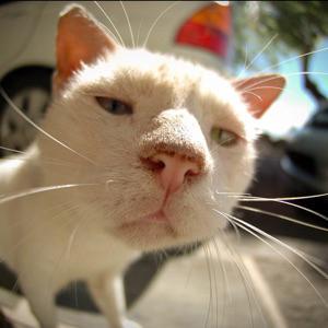 Pewdiepieeeeee Pewdiepie Github