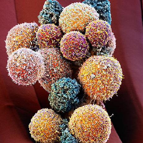 The Aceto Lab Github