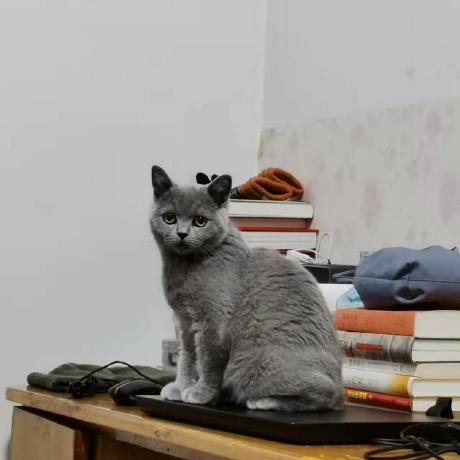 Xiaodaxia 2008 Zen Github