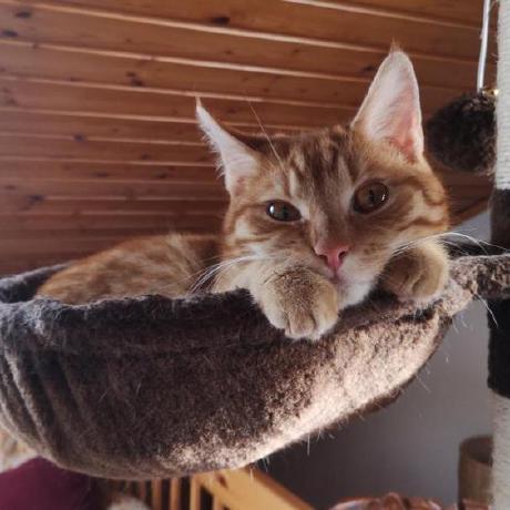 Codecaros Caro Github