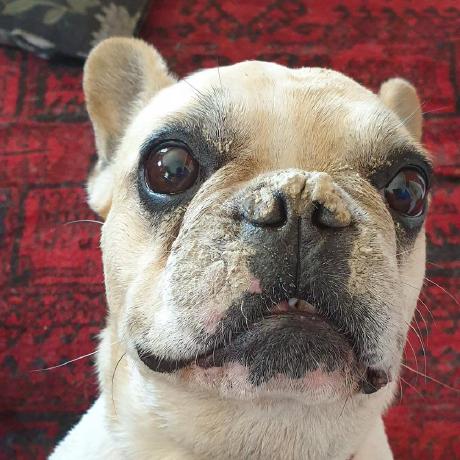 Williamhamilton William Github