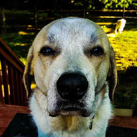 Orion0919 Rion Github