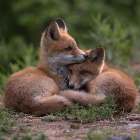 Fox Coding Association Github