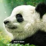 Bamps53 Camaro Github