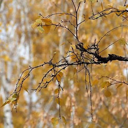 Radium V John Kreitlow Github - Perfect 8K Nature Patterns | Free Download