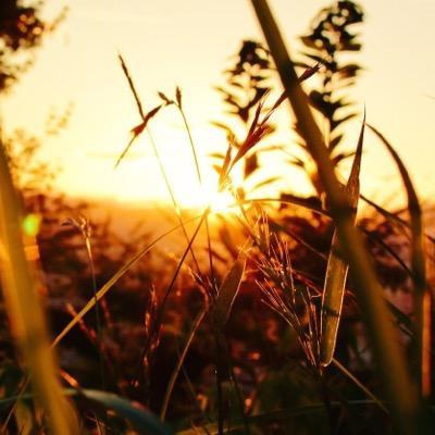 Github Jqlang Jq Command Line Json Processor