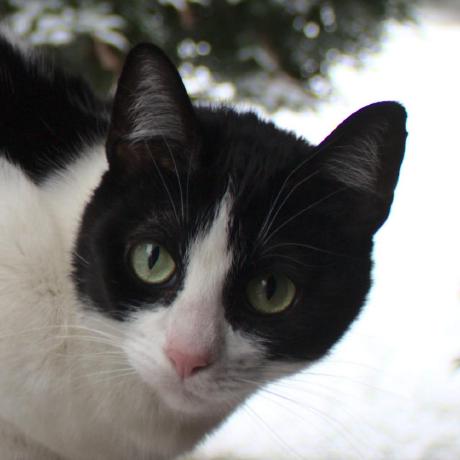 Waughjai Jaimeson Waugh Github