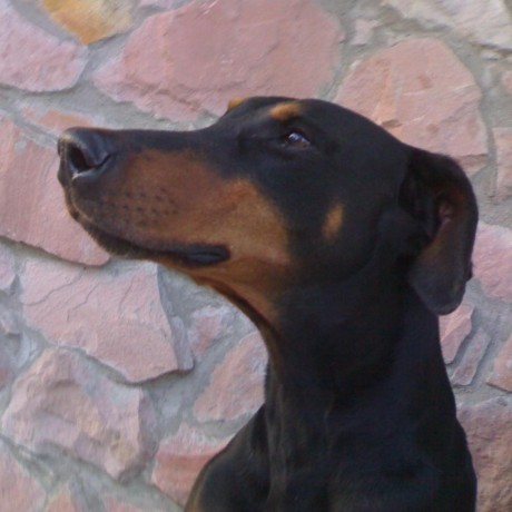 Joaquincurotto Joaquin Curotto Github